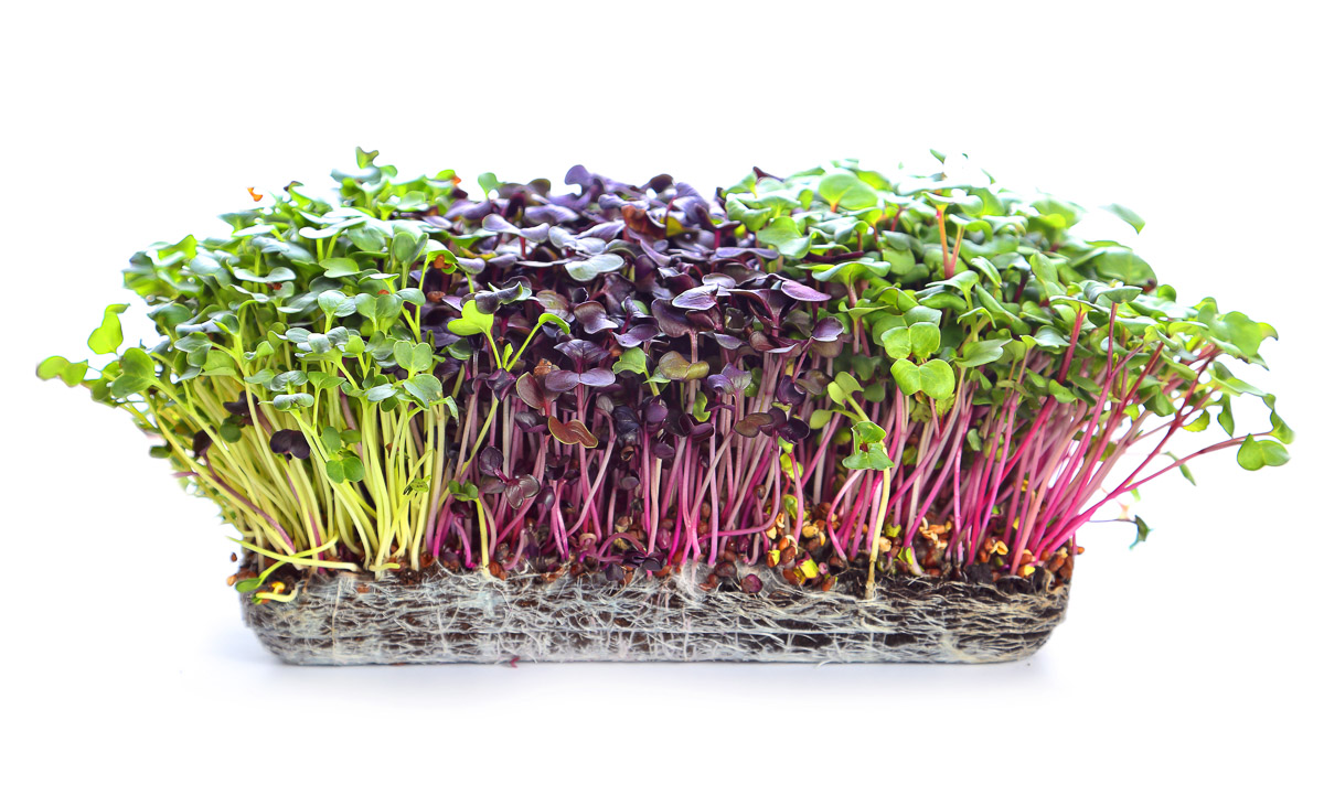 How to Eat Microgreens: Nutrition Benefits & Easy Recipes - Delectable ...